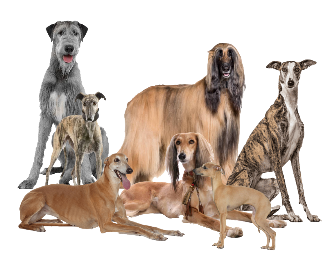 Breeds – World Dog Federation