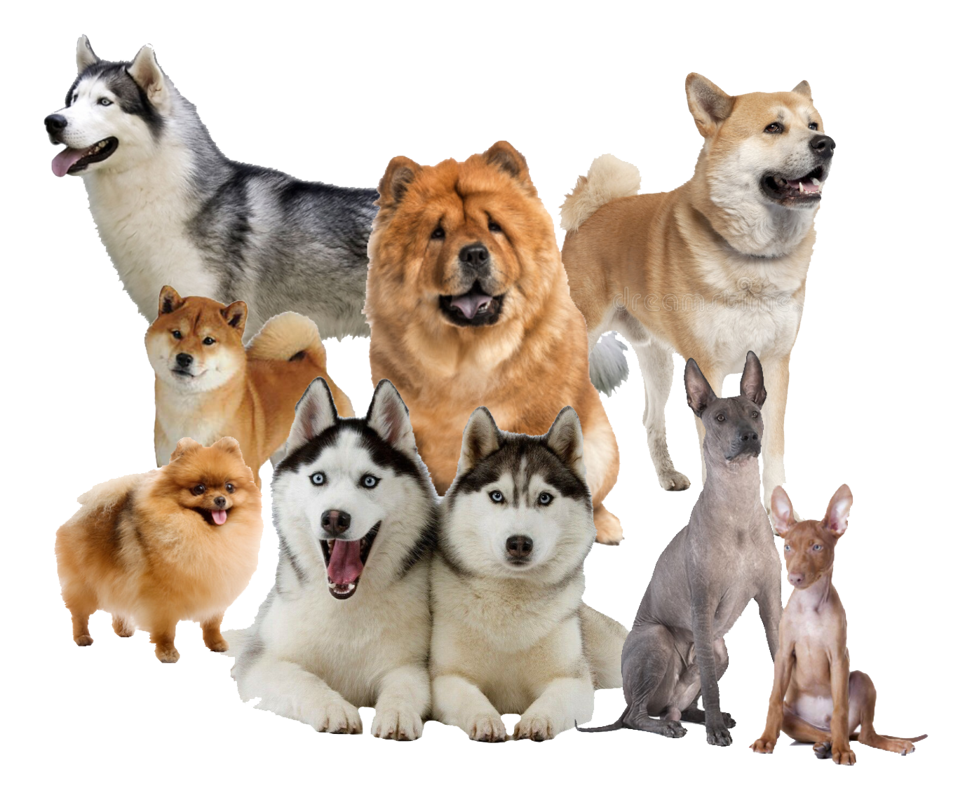 Breeds – World Dog Federation