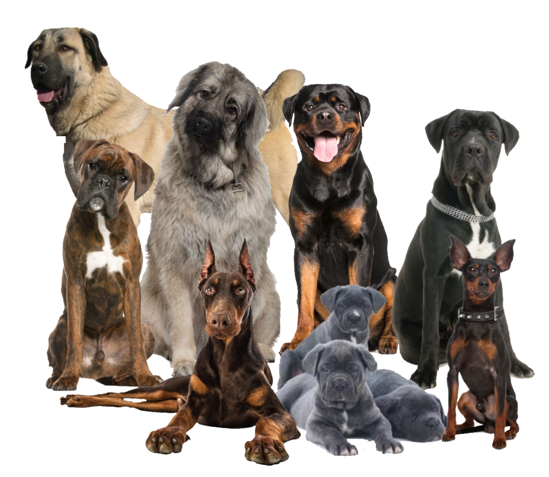 Breeds – World Dog Federation