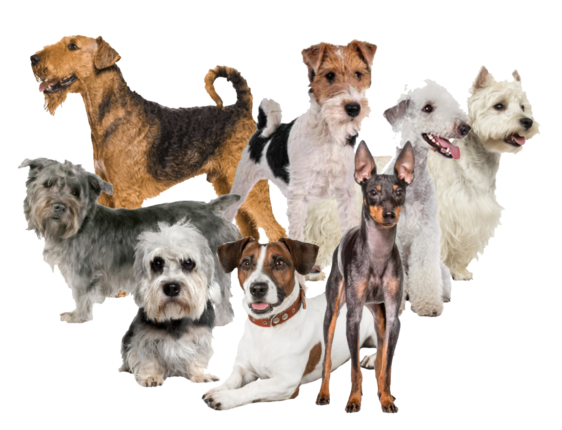 Breeds – World Dog Federation