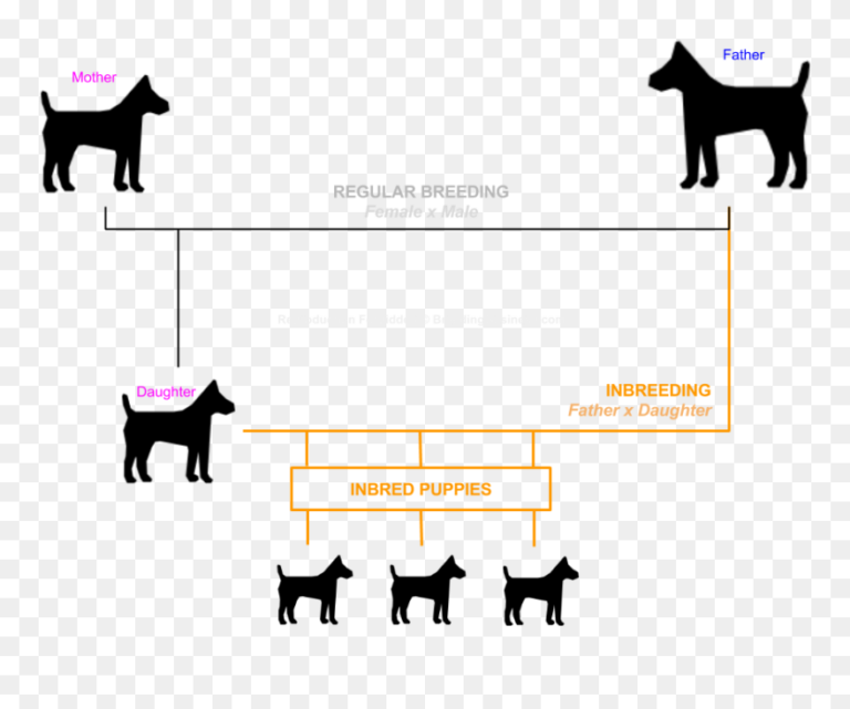 What do the terms inbreeding and linebreeding mean? – World Dog Federation